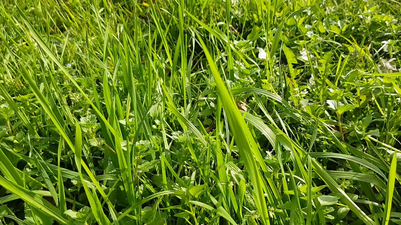 Trava martin - YouTube