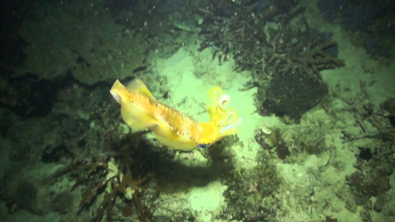 Squid - Magnificent color show - YouTube
