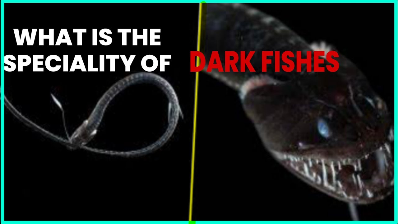 Ultra black dark fish special character || CORE TEN - YouTube