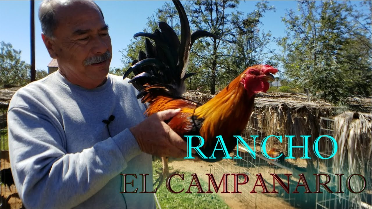 NACIMIENTO y CRIANZA DE POLLOS FINOS | RANCHO EL CAMPANARIO, SALIENDO ...