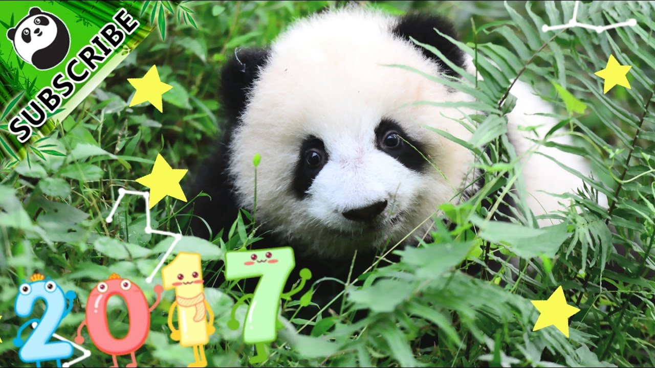 2016 iPanda Specials: Those celebrity pandas Part 2 - YouTube