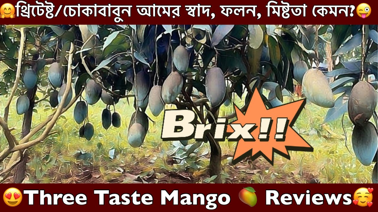 উঁচ্চ ফলনশীল থ্রিটেষ্ট আমের প্রিভিউ🤗TSS Brix💥Three taste #mango tasting ...