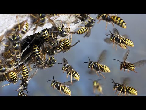 Yellow Jacket Nest Removal From Tree Trunk - YouTube