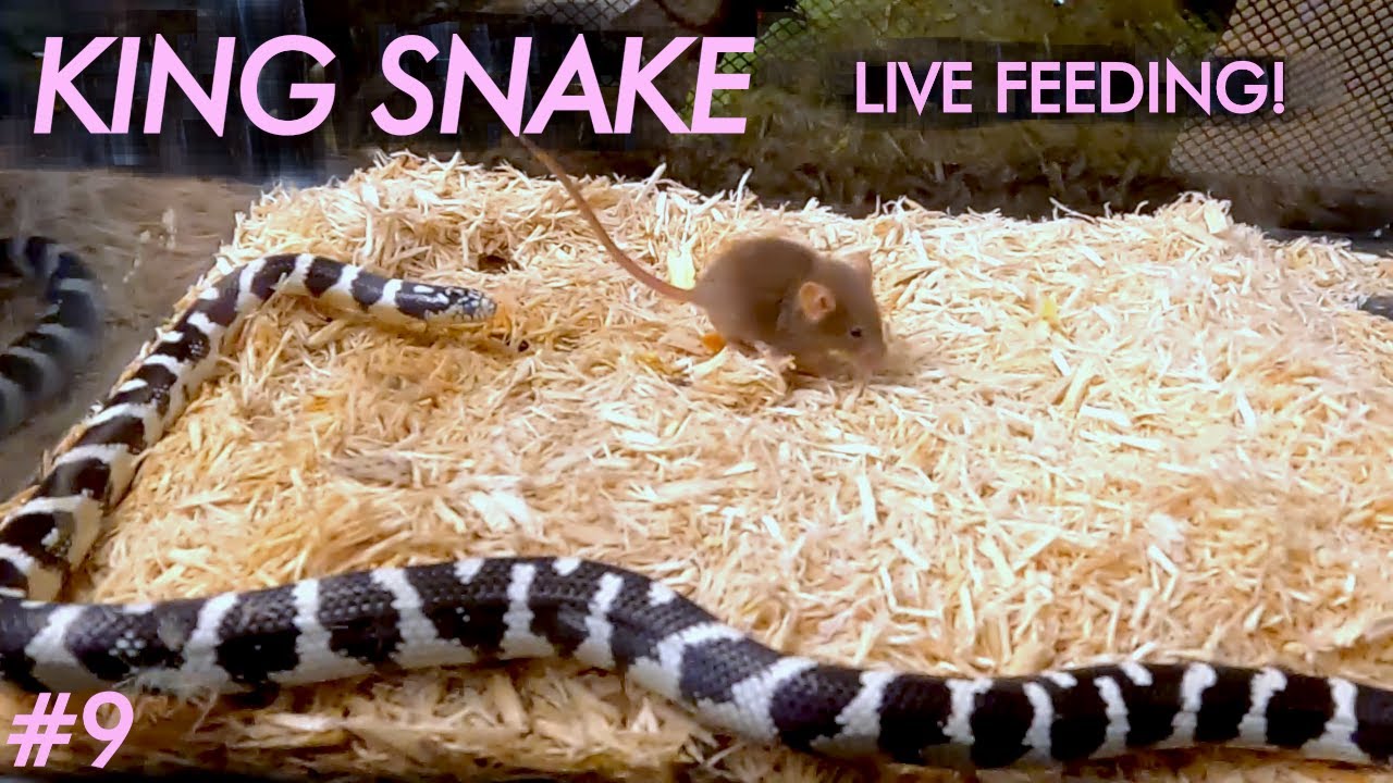 LIVE FEEDING - Young King Snake CHASES a Small Mouse and Grabs it by ...