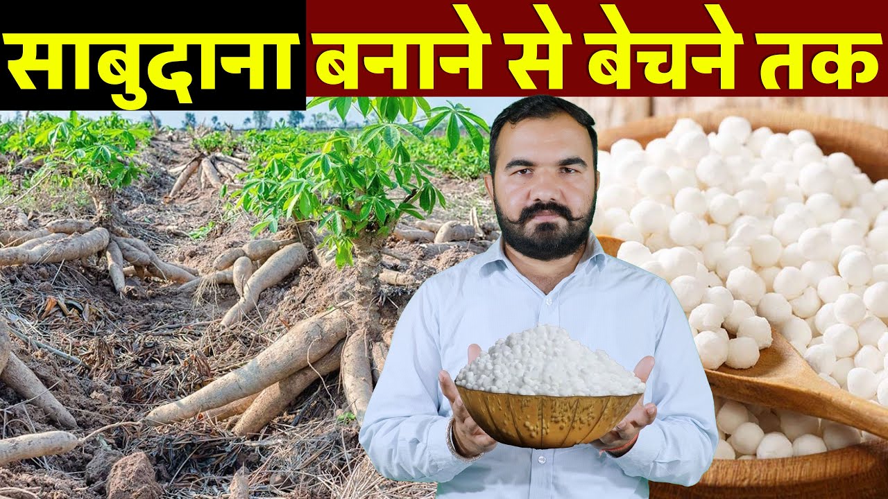 साबूदाना की फैक्ट्री का अंदरूनी सच | Sabudana Making Process | #youtube ...