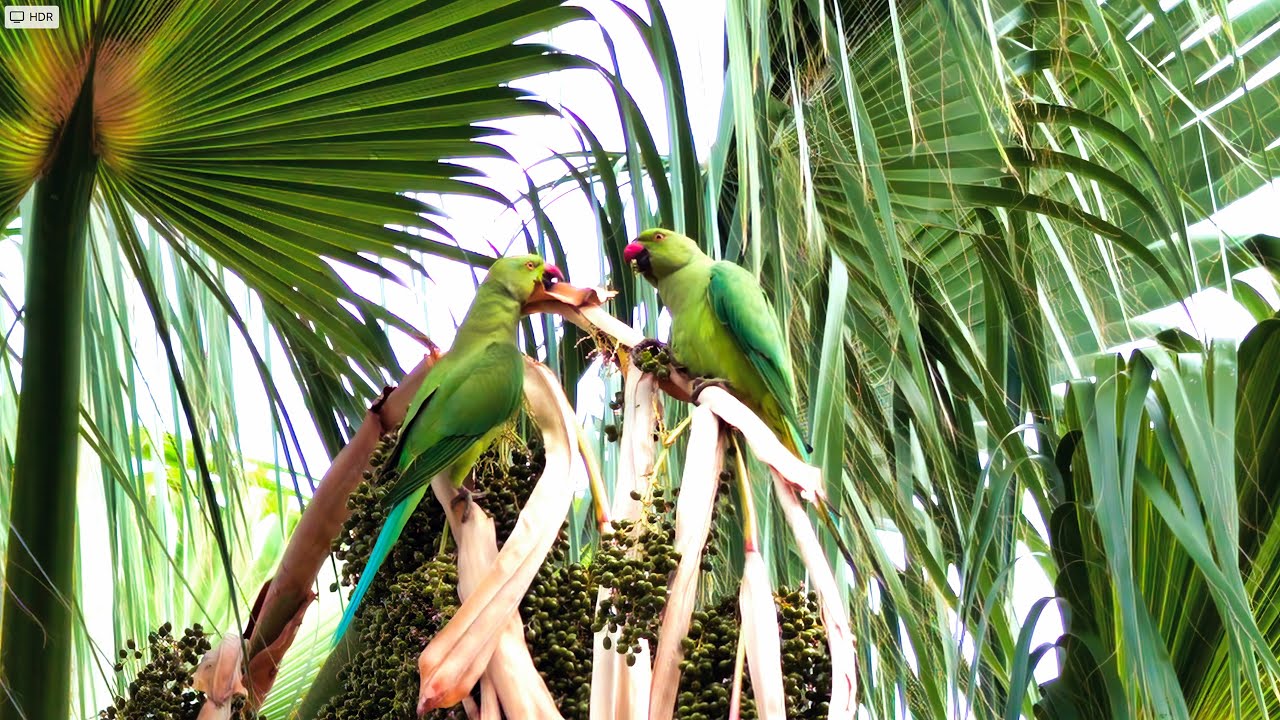 Parc Exflora Antibes, Juans-les-Pins, France, 4K Ultra HDR - YouTube
