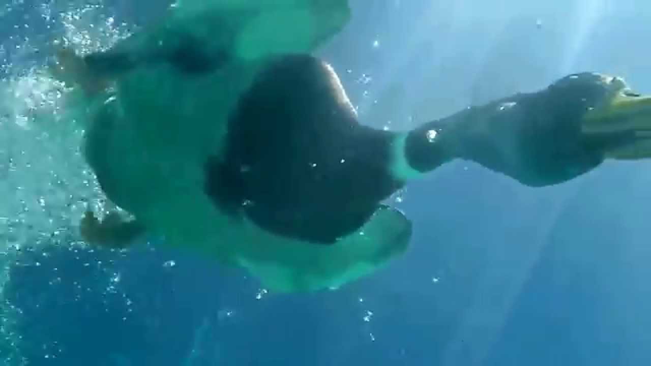 Slow Motion Duck Under Water - YouTube