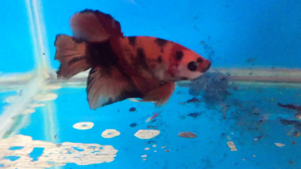 Cupang Nemo feat Galaxy Multicolor - YouTube