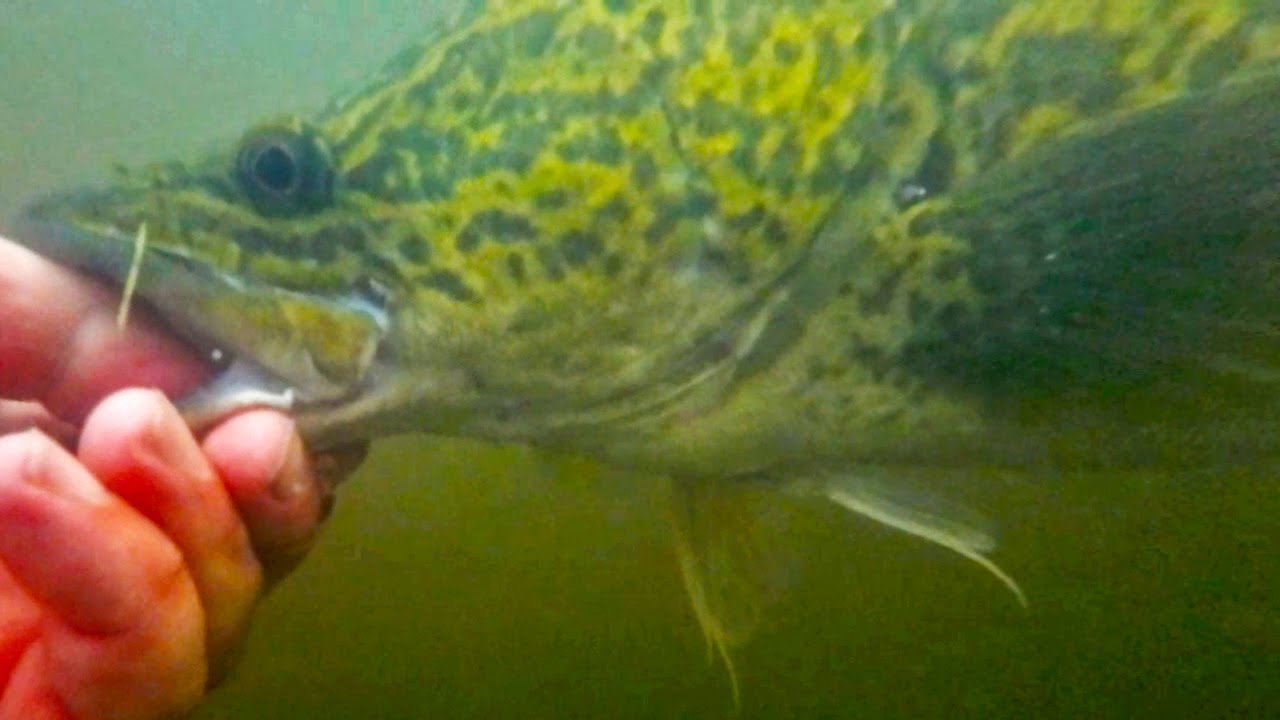 Murray cod fishing with different lures - YouTube