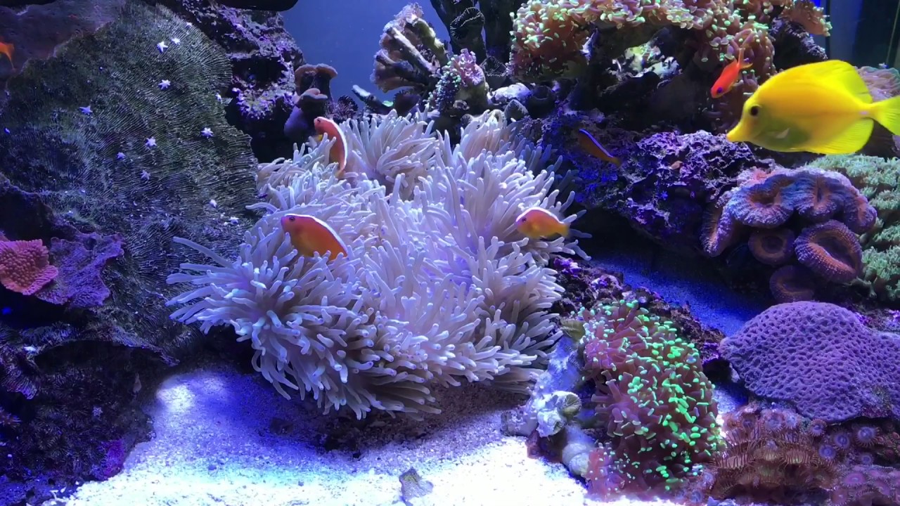 April 28: Sebae anemone and Skunks - YouTube