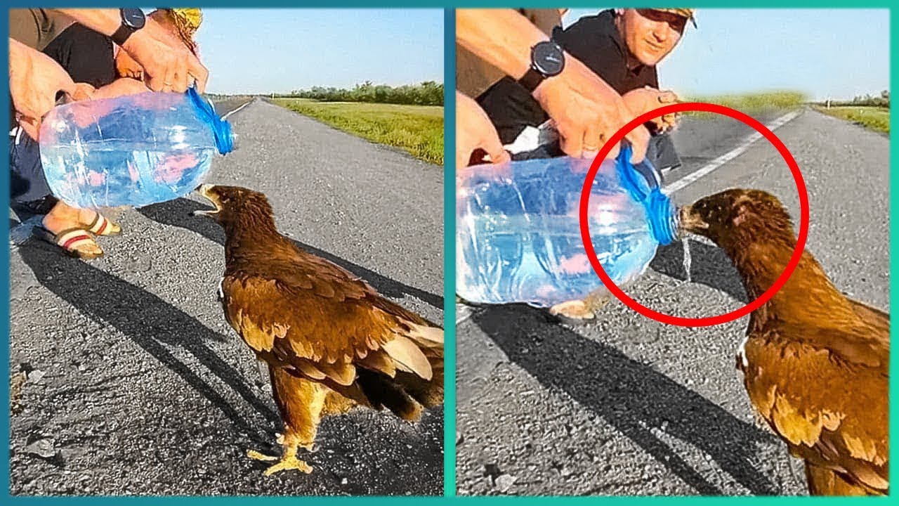 Animals That Asked People for Help & Kindness Ep 4 - YouTube