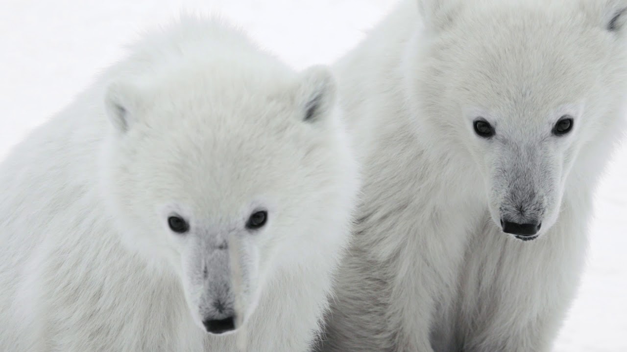 Incredible Wildlife: The Great Ice Bear Adventure from Churchill Wild ...