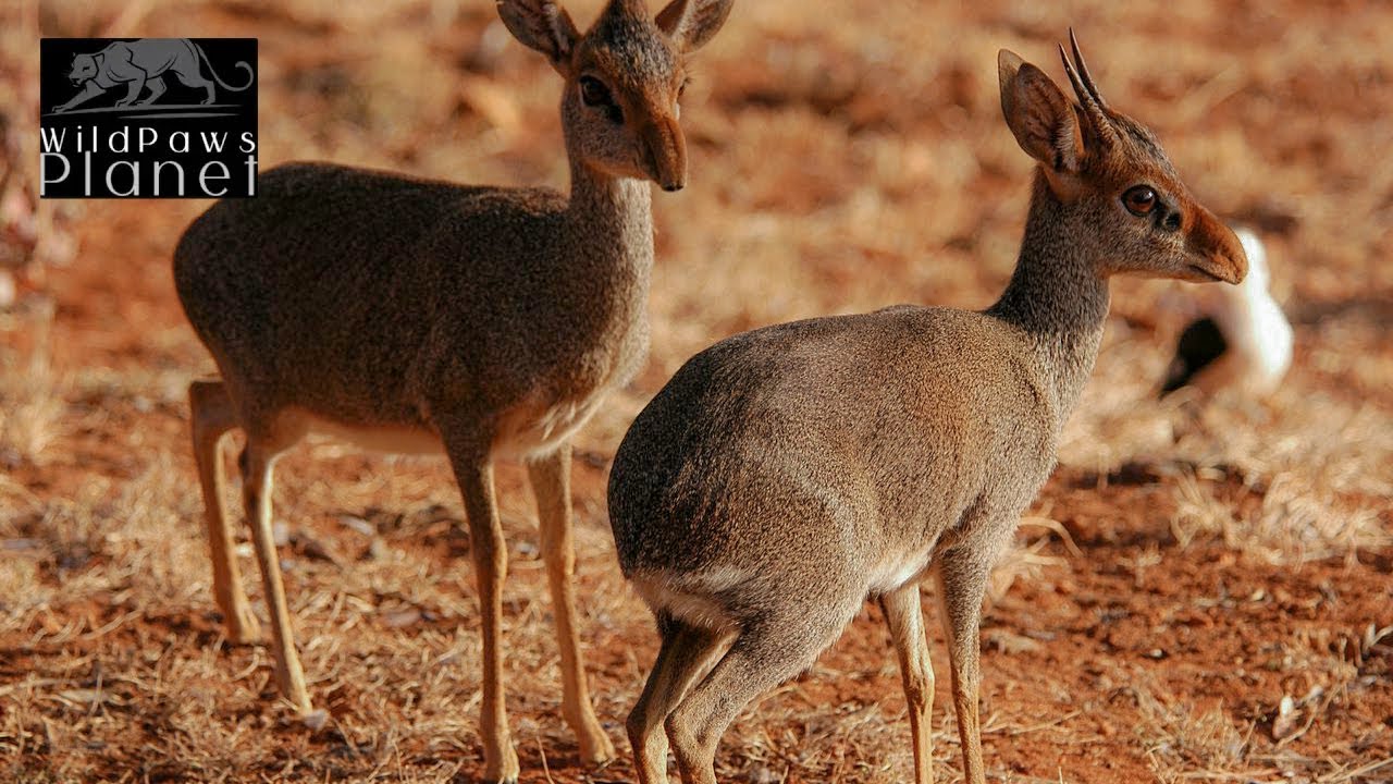 Dik-Dik: The Tiny Antelope of Africa - YouTube