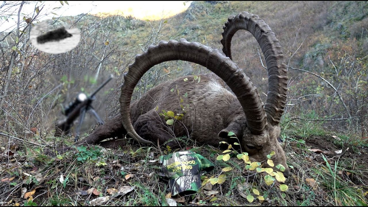 Ibex hunting in Kazakhstan - monster 139cm ibex down! - YouTube