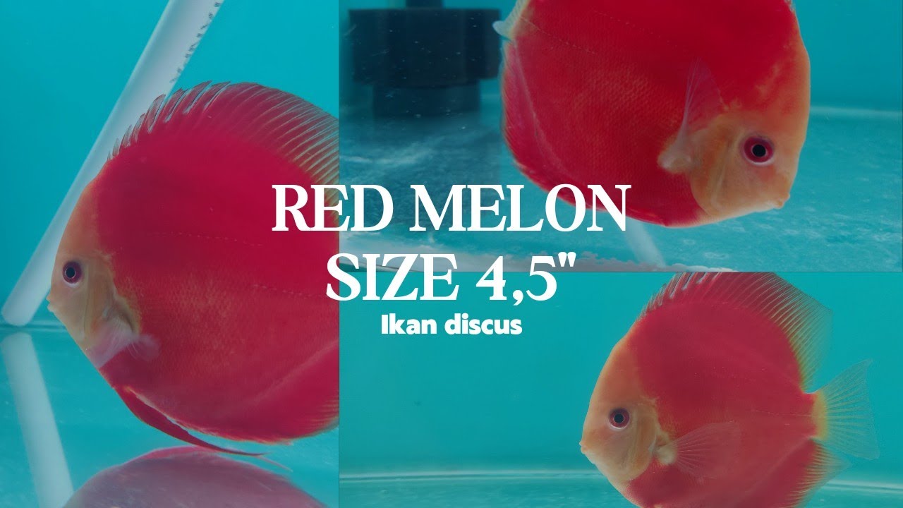 Ikan Discus Red Melon 4,5 inch - YouTube
