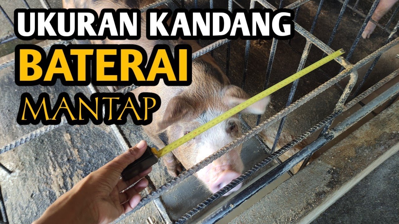 [REVIEW] Ukuran Kandang Babi Yang Ideal Untuk Kandang Baterai ...