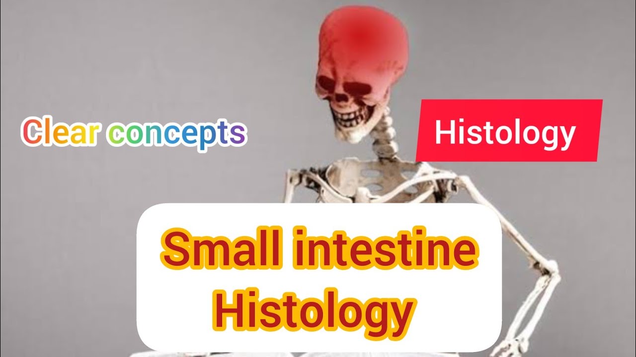 Small Intestine Histology | GIT Histology | Anatomy MAT MEDiCOS - YouTube