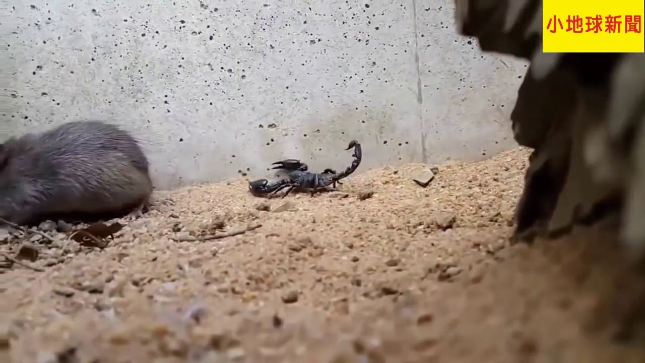 Dagang bahay vs alakdan - YouTube