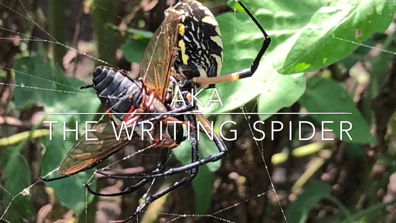 Black & Yellow Garden Spider - Argiope aurantia - AKA The Writing ...