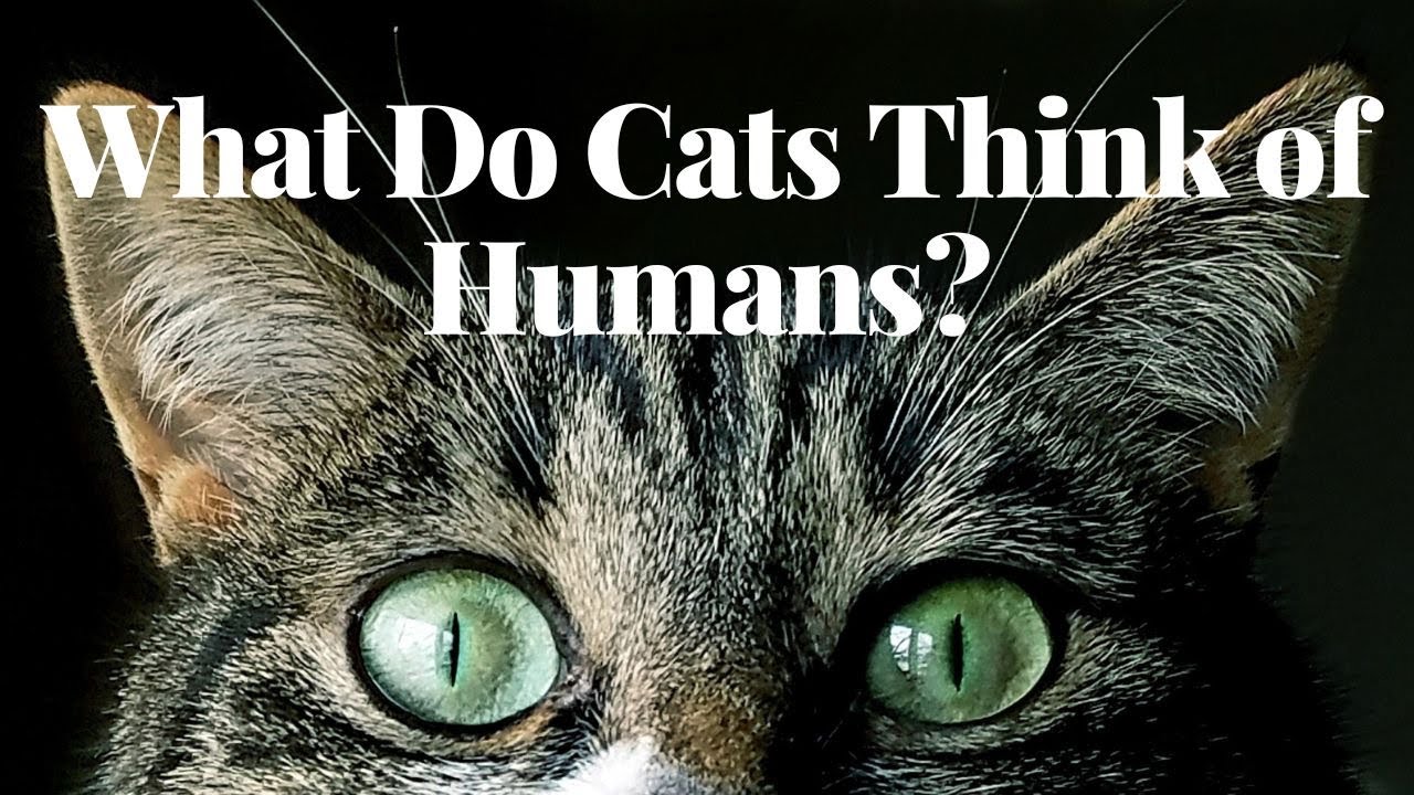 What Do Cats Think of Humans | Exploring Feline Perspectives - YouTube