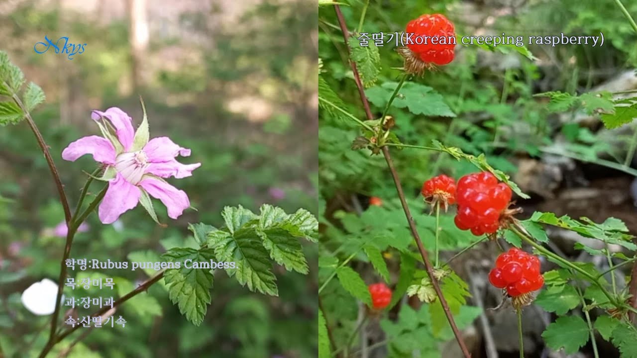 줄딸기(Korean creeping raspberry) - YouTube