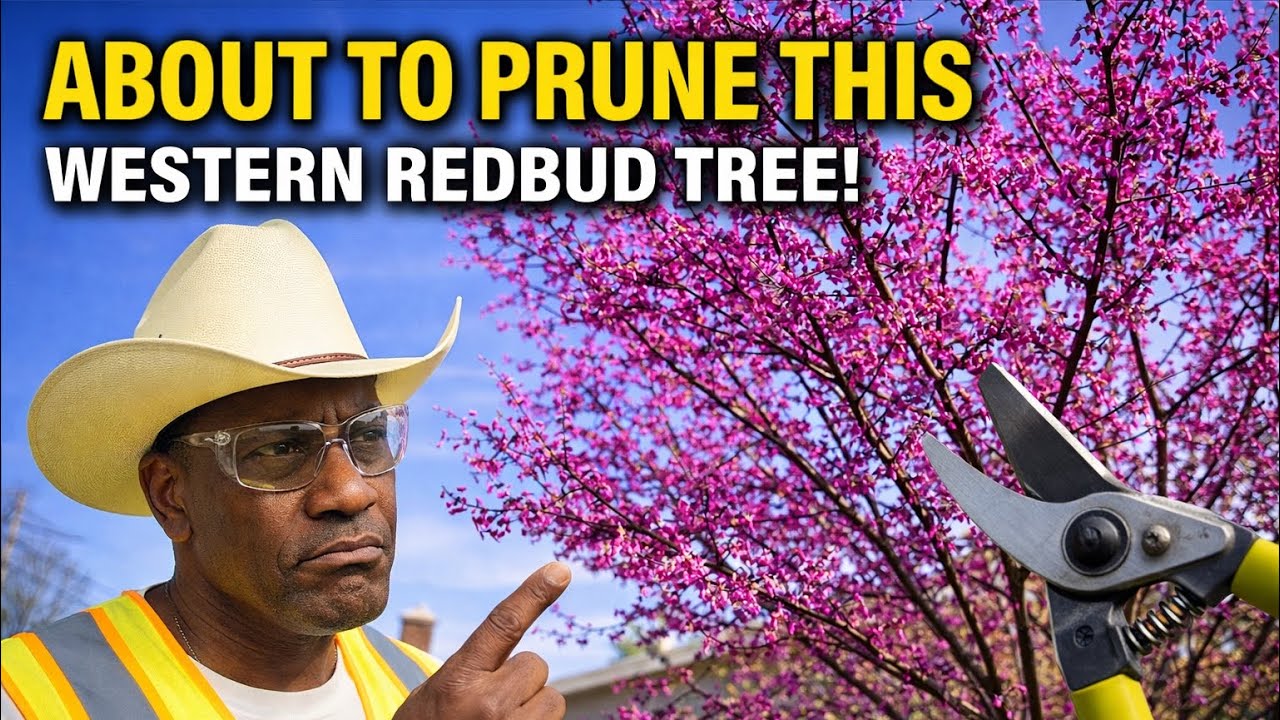 Prune Redbuds Like This - YouTube
