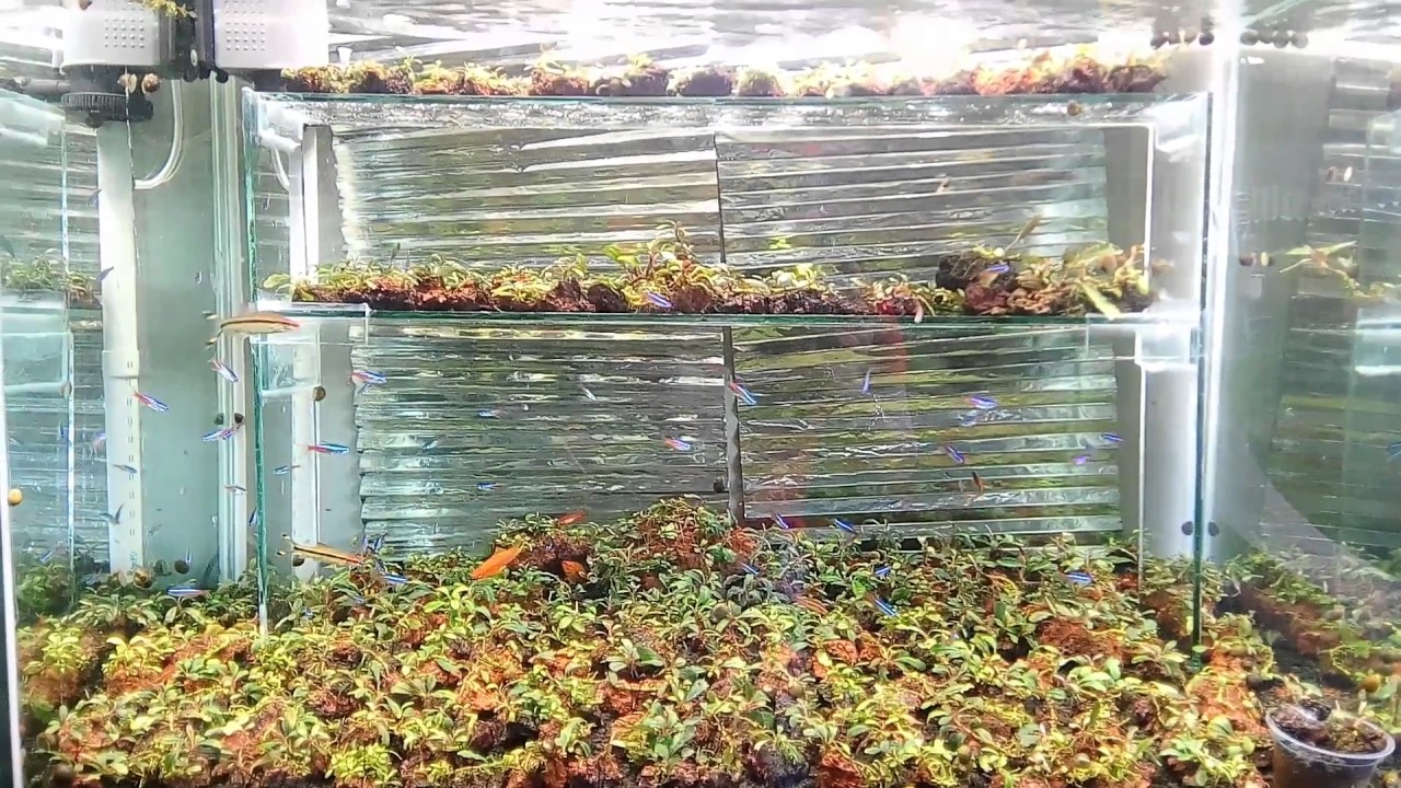 Bucephalandra Farming - YouTube