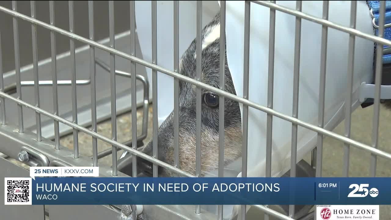 Humane Society of Central Texas to kick off Empty the Shelters campaign ...