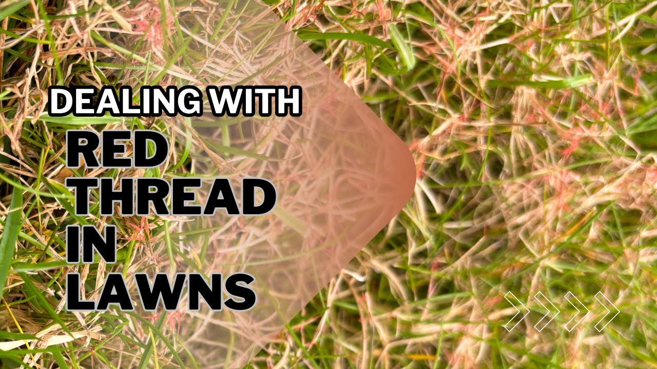 Red Thread in your lawn ? - YouTube