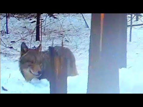 Very First Wild Eastern Wolf Captured on Trail Cam! Plus Fisher, Moose ...