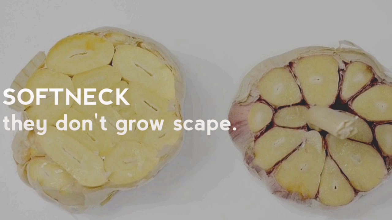 GARLIC LIFE CYCLE; a documentary film - YouTube