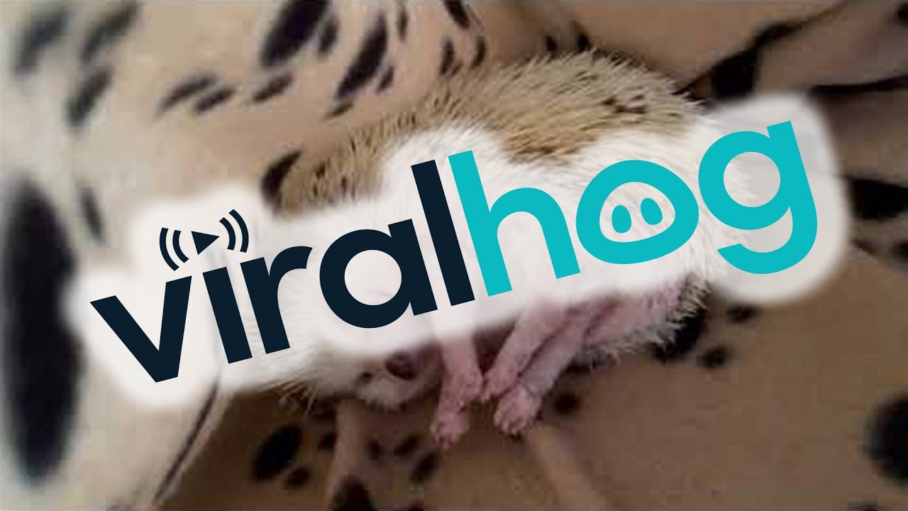 Hedgehog Stretches Before Starting Routine || ViralHog - YouTube