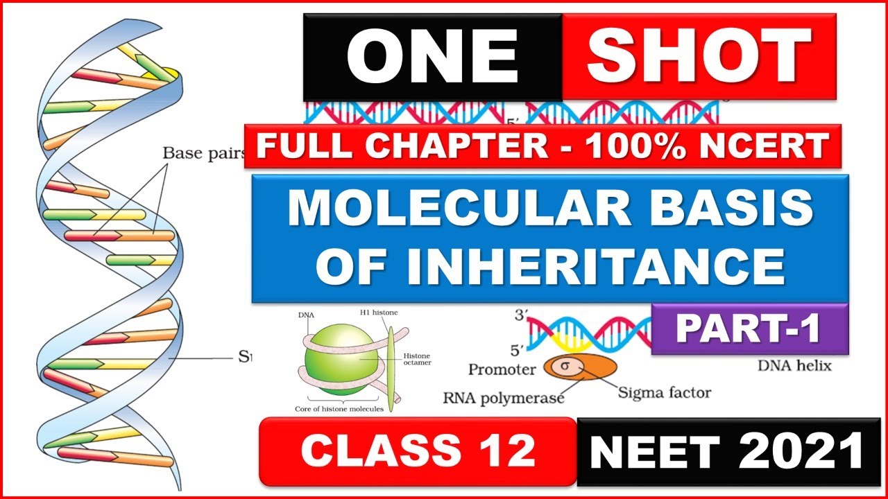 ONE SHOT VIDEO | MOLECULAR BASIS OF INHERITANCE CLASS 12 | COMPLETE ...
