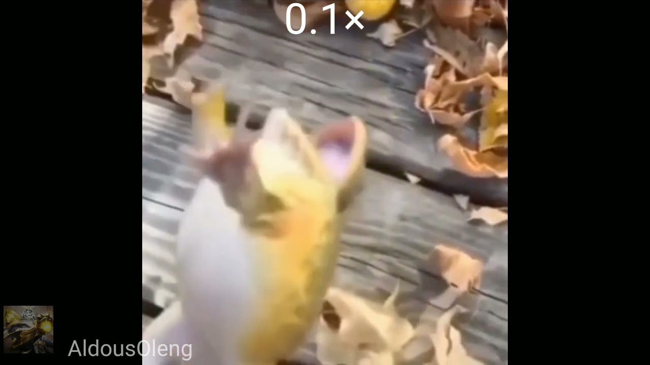 katak ngakak #memes #kodok #ngakak - YouTube