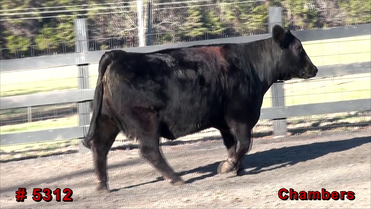 # 5312 Chambers _ The SELECT CUT Online Female and Bull Sale - YouTube
