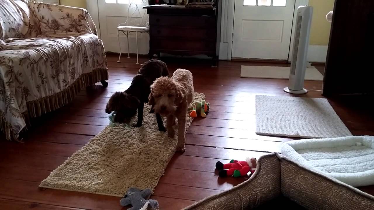 Miniature Labradoodle parents - YouTube