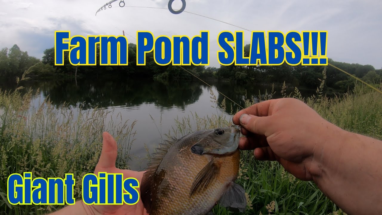 Master The Art Of Giant Bluegill Fishing And Reel In A Bounty! - YouTube