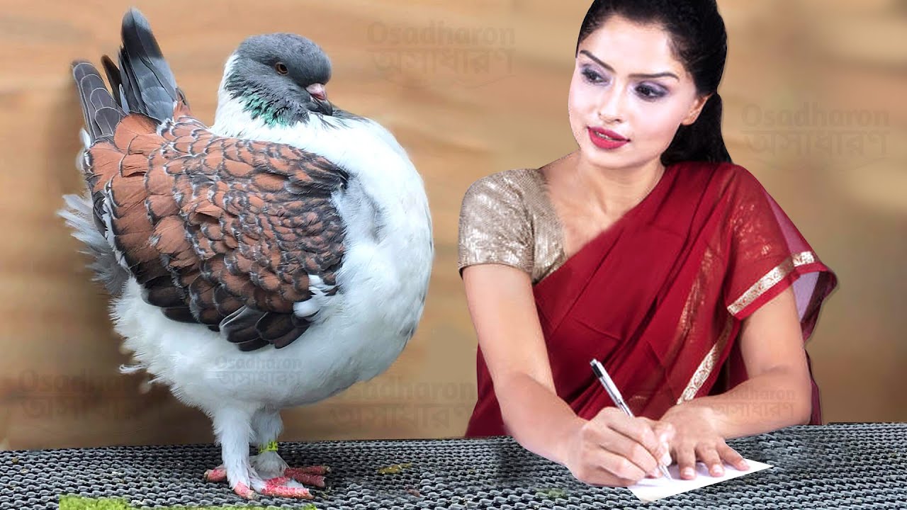 World's BIG Beautiful Pigeon Modena - Fancy Pigeon Information - YouTube