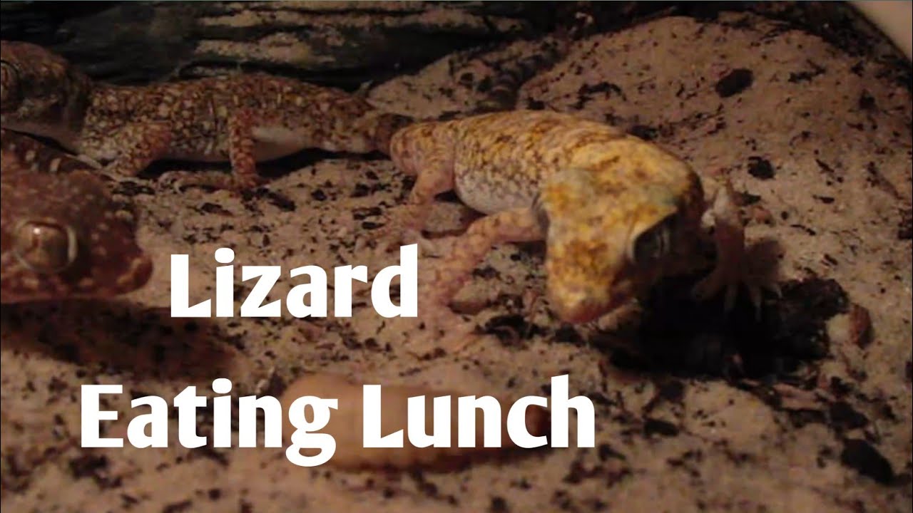 Lizard eating lunch, lizard attack, huge lizard, small lizard, monitor ...