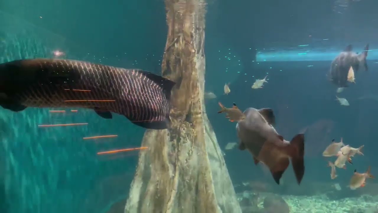 BIGGEST FISH that i've EVER SEEN! ARAPAIMA GORGON - YouTube