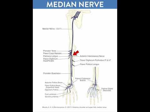 Median Nerve Pathway Explained