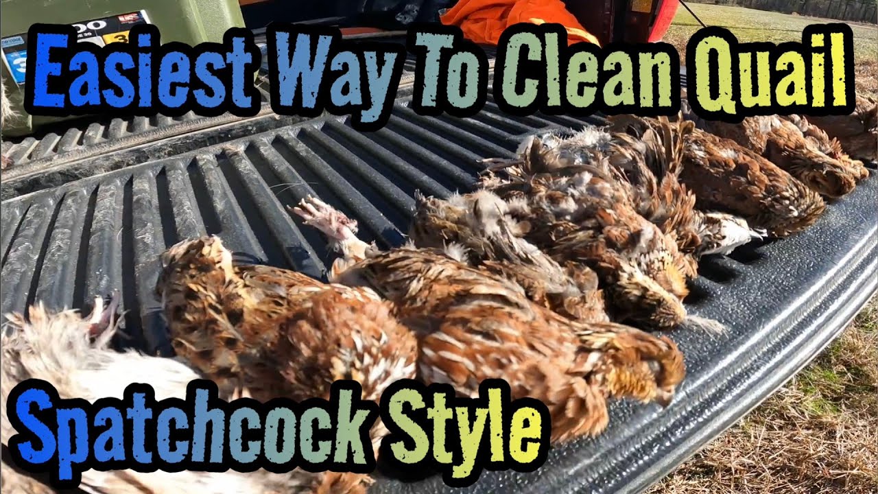QUICK & EASY HOW TO Clean A Bobwhite Quail or Any Other Bird In Under 3 ...