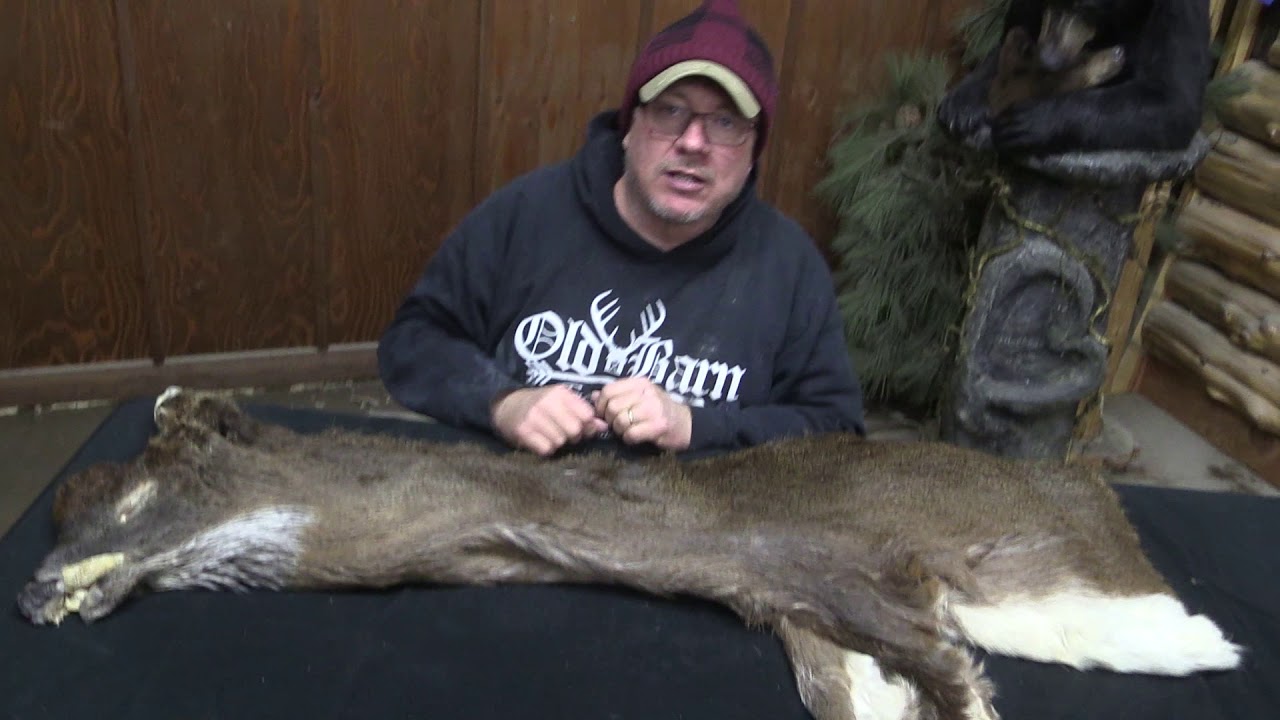 Tanned Whitetail Deer Cape For Sale 7 1/4" X 24" OBT1162 - YouTube