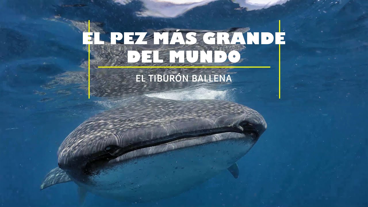 EL PEZ M S GRANDE DEL MUNDO EL TIBUR N BALLENA YouTube