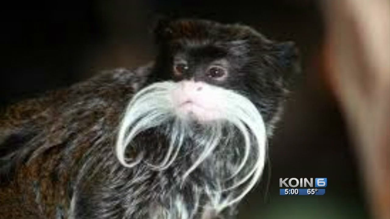 6 tamarin monkeys die at Oregon Zoo - YouTube