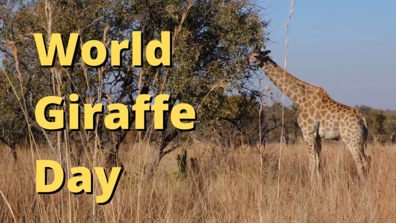 World Giraffe Day (21 June) - Giraffes are Amazing! - YouTube