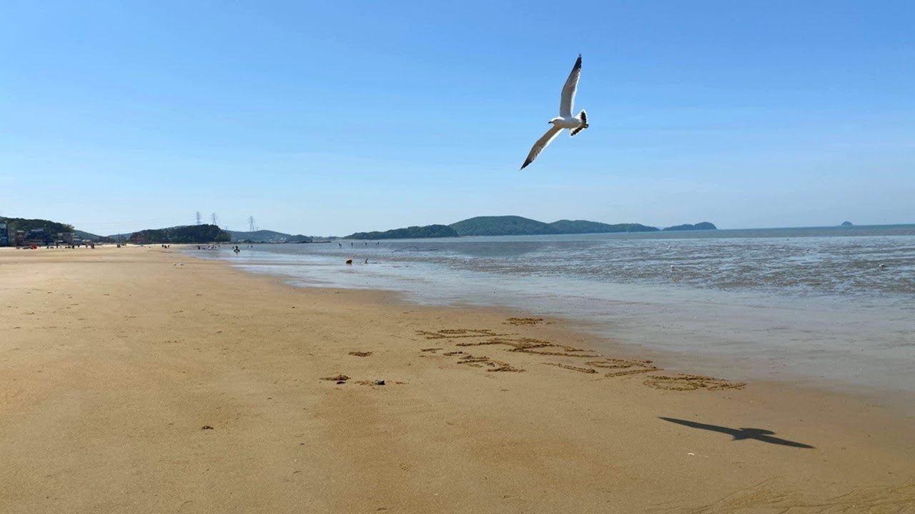 Walk along the pine forest and beach trail, forest walk, sound of waves ...