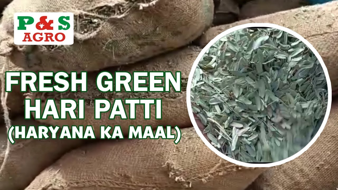 Fresh Hari Patti Stock at P&S Agro 11/9/22 - YouTube
