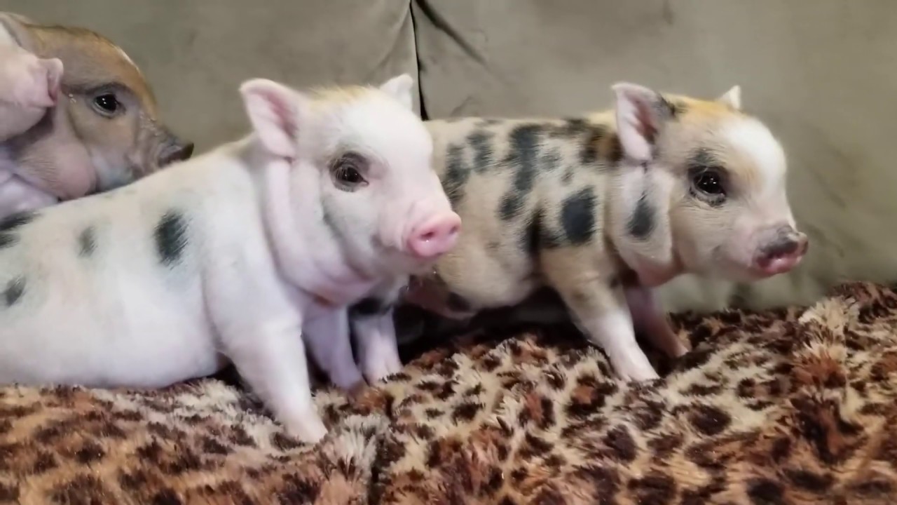 Baby Piggies! Juliana Mini Piglets - YouTube