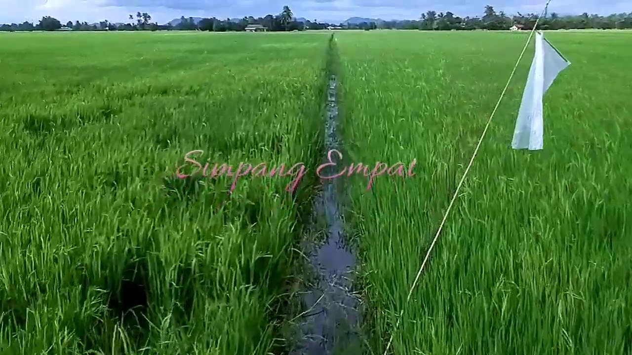 Suasana Sawah Padi Bendang di Perlis dengan Drone DJI Ryze Tello - YouTube